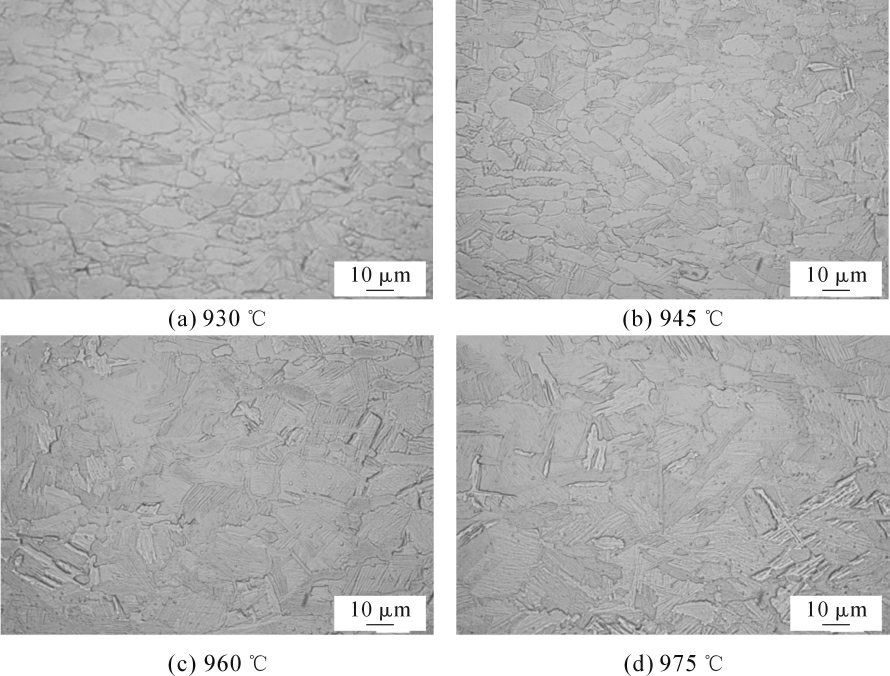 TC4 钛合金两相区的热变形行为及微观组织