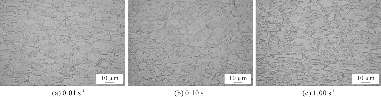TC4 钛合金两相区的热变形行为及微观组织